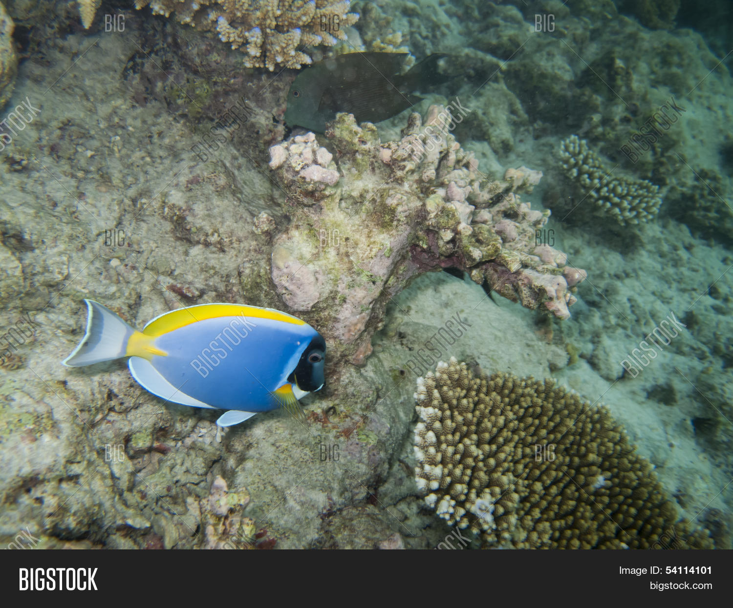 Surgeon Fish Image & Photo (Free Trial) | Bigstock