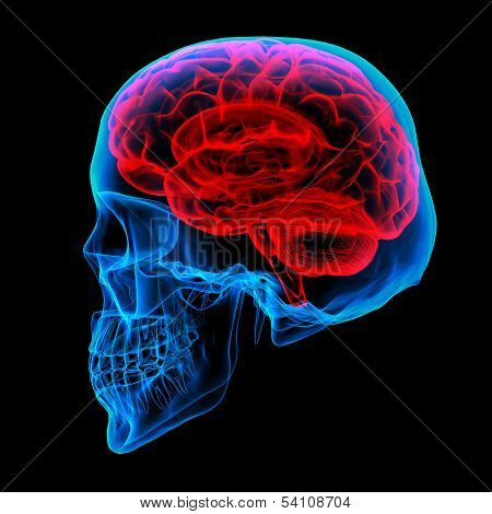 Human Brain X Ray - Image & Photo (Free Trial) | Bigstock