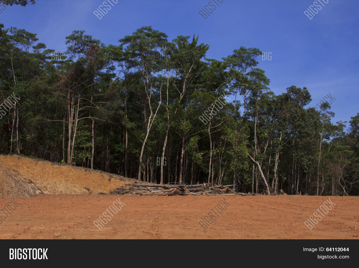 Deforestation Borneo Image & Photo (Free Trial) | Bigstock