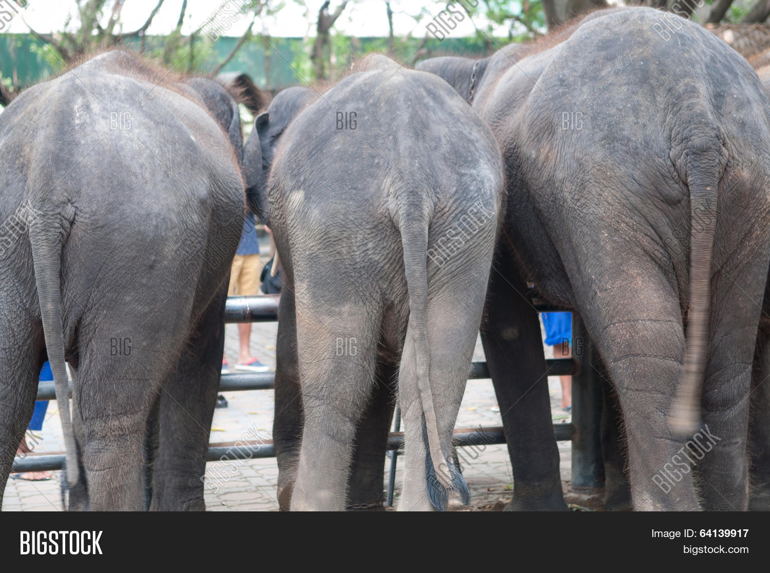 Back Side Elephant Zoo Image & Photo (Free Trial) | Bigstock