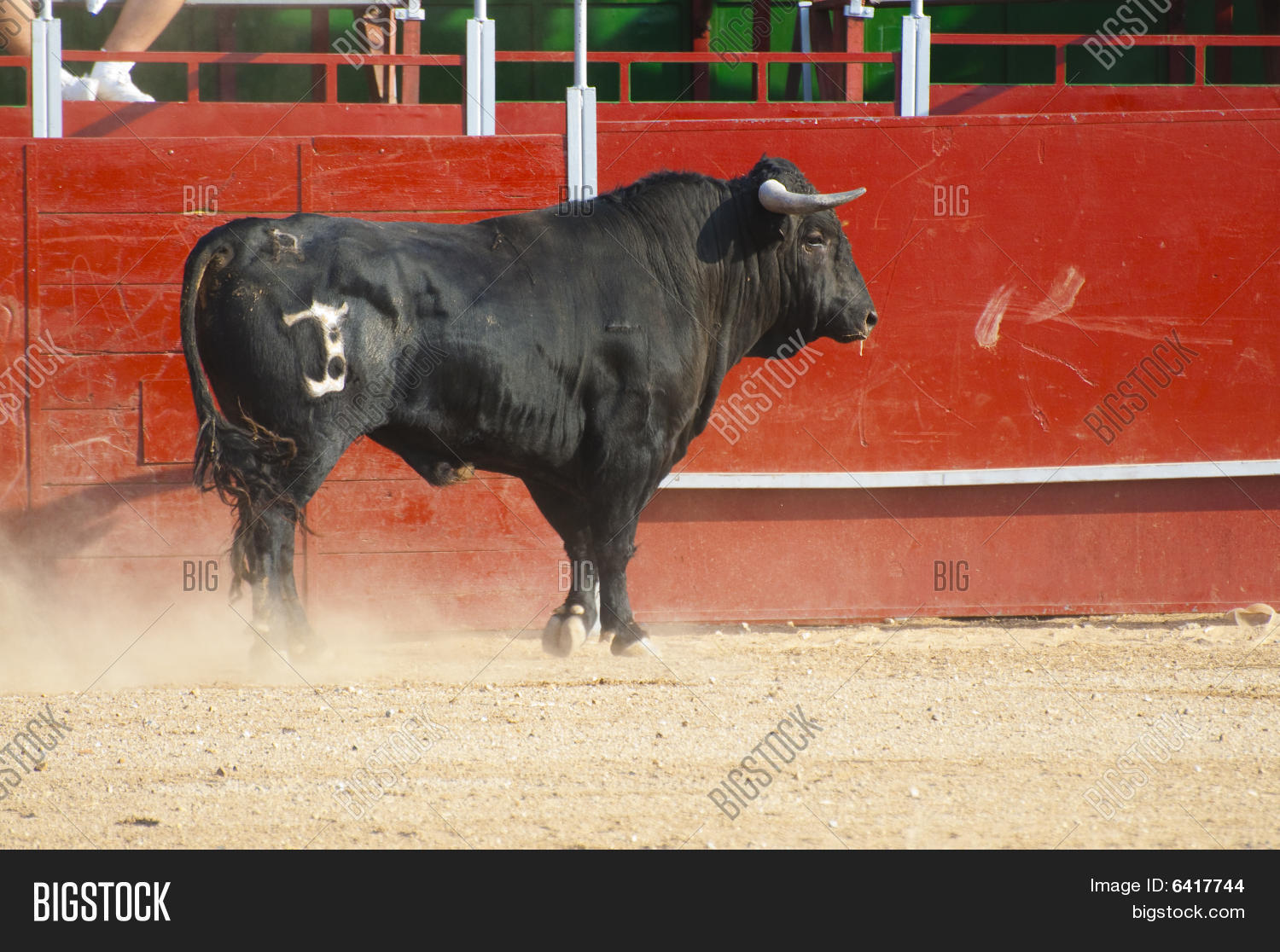 Fighting Bull Picture Image & Photo (Free Trial) | Bigstock