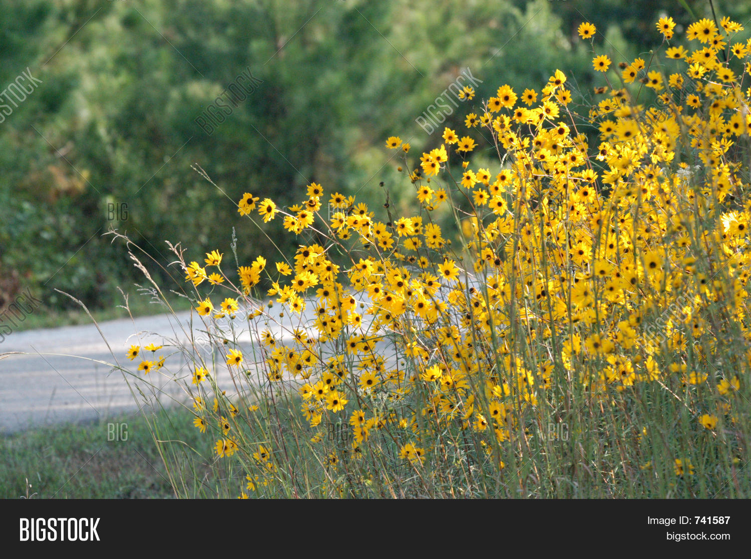 Arkansas Roadside Image & Photo (Free Trial) | Bigstock