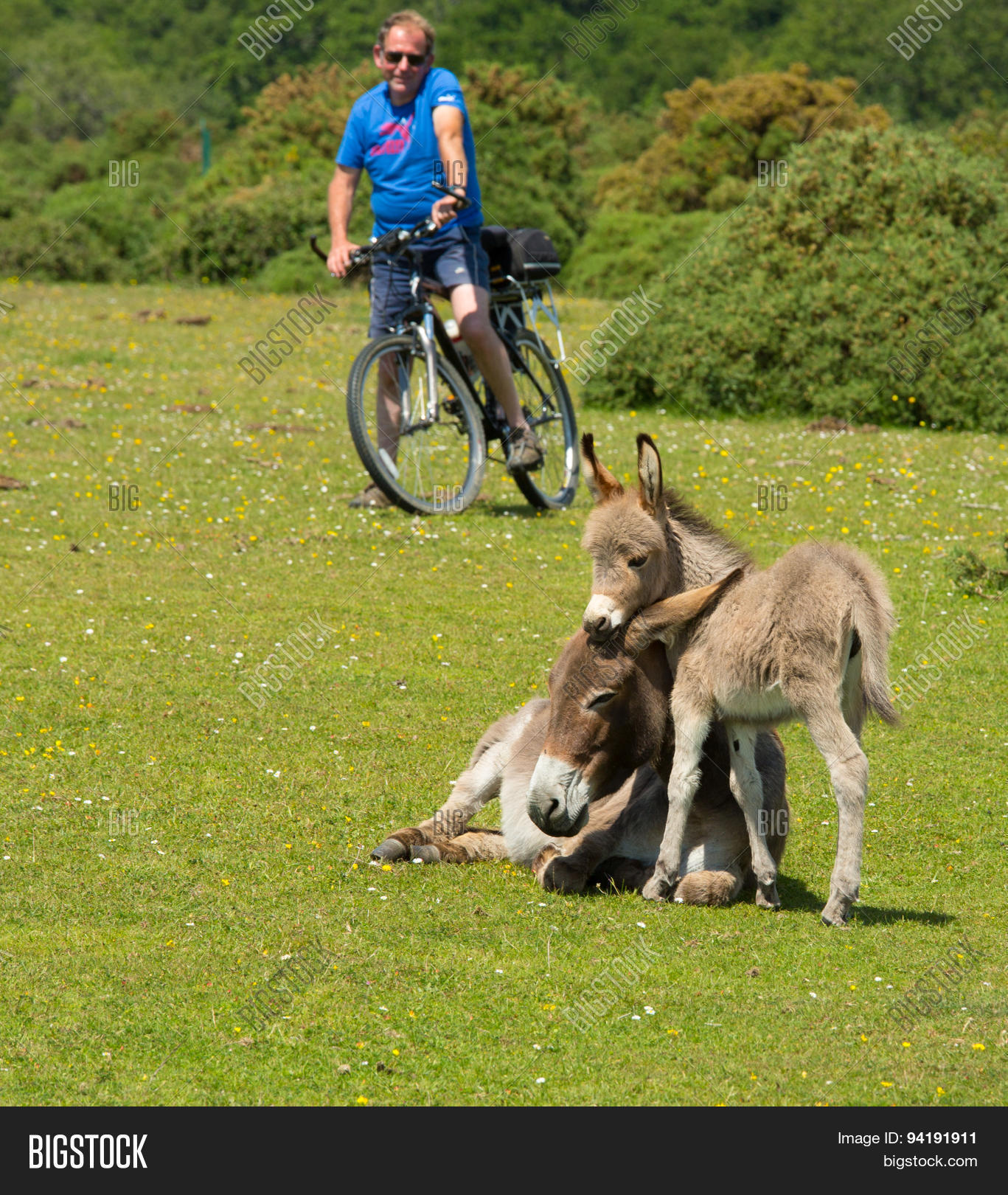 Mother Baby Donkey Image & Photo (Free Trial) | Bigstock