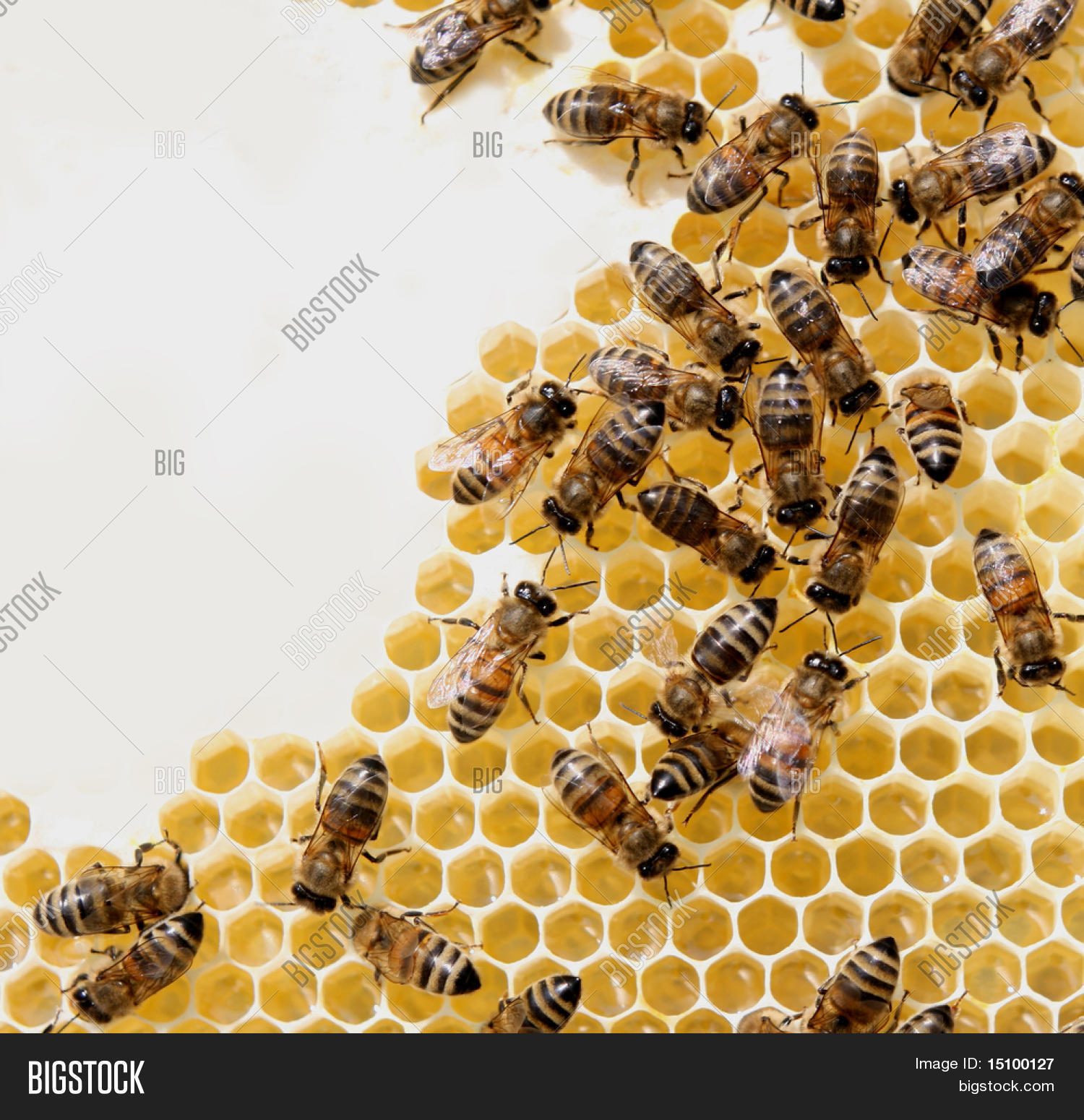 Honey Comb Bee Working Image & Photo (Free Trial) | Bigstock