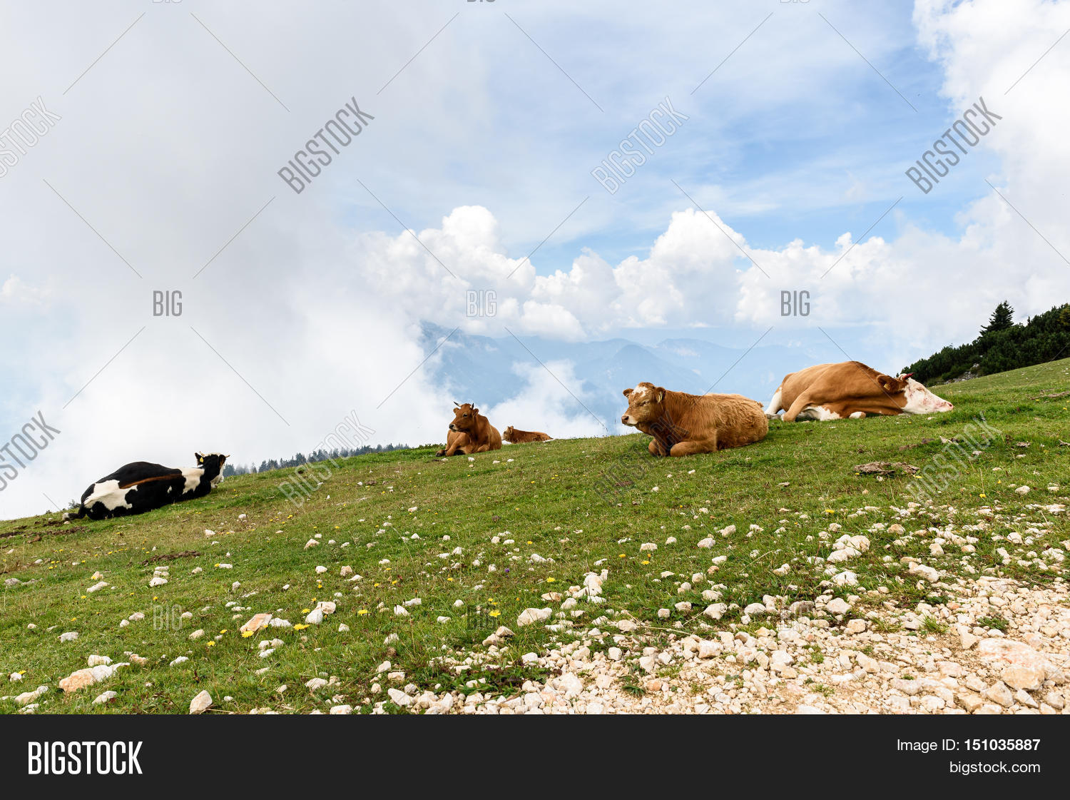 Free Range Cattle Cows Image & Photo (Free Trial) | Bigstock