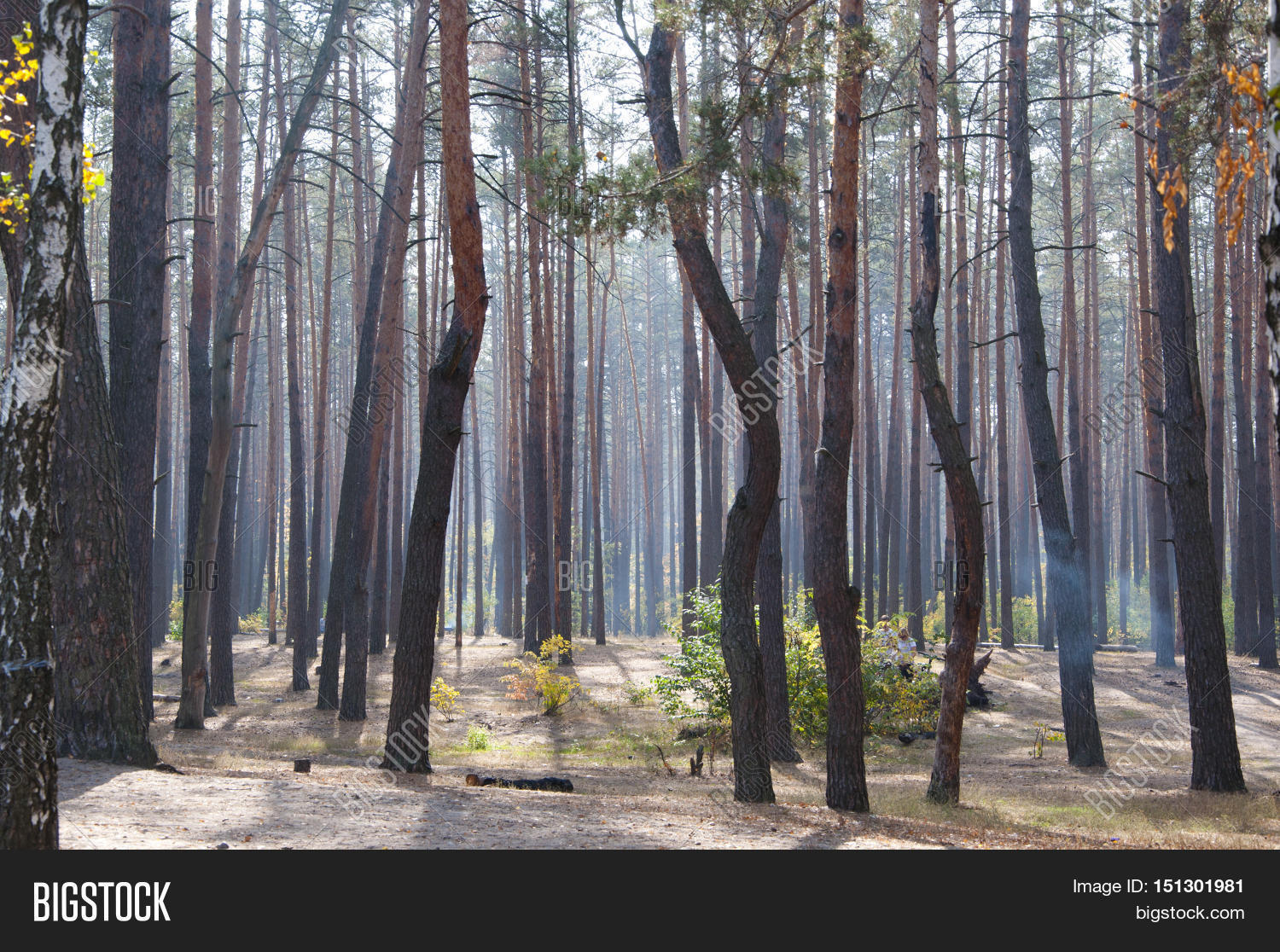Pine Forest Fog Image & Photo (Free Trial) | Bigstock