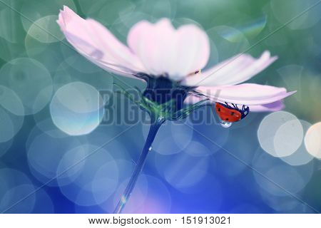 Ladybugs Feed On Image & Photo (Free Trial) | Bigstock