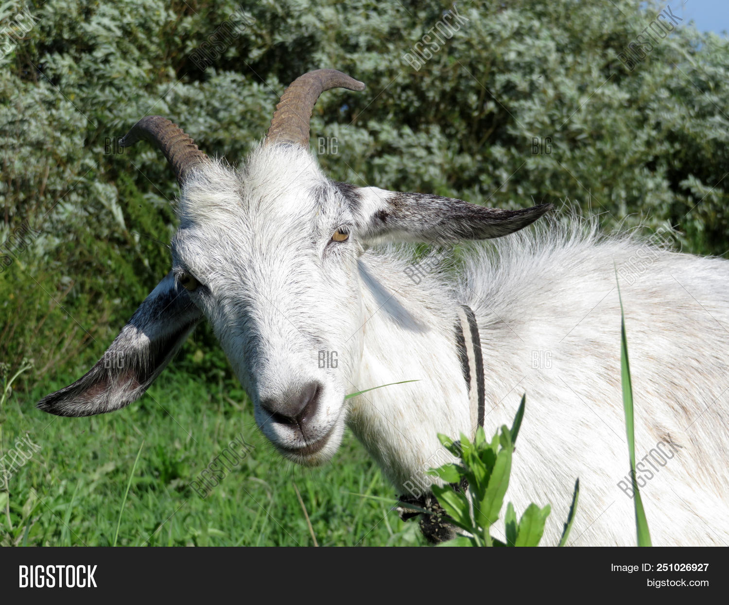 Curious Horned Goat Image & Photo (Free Trial) | Bigstock