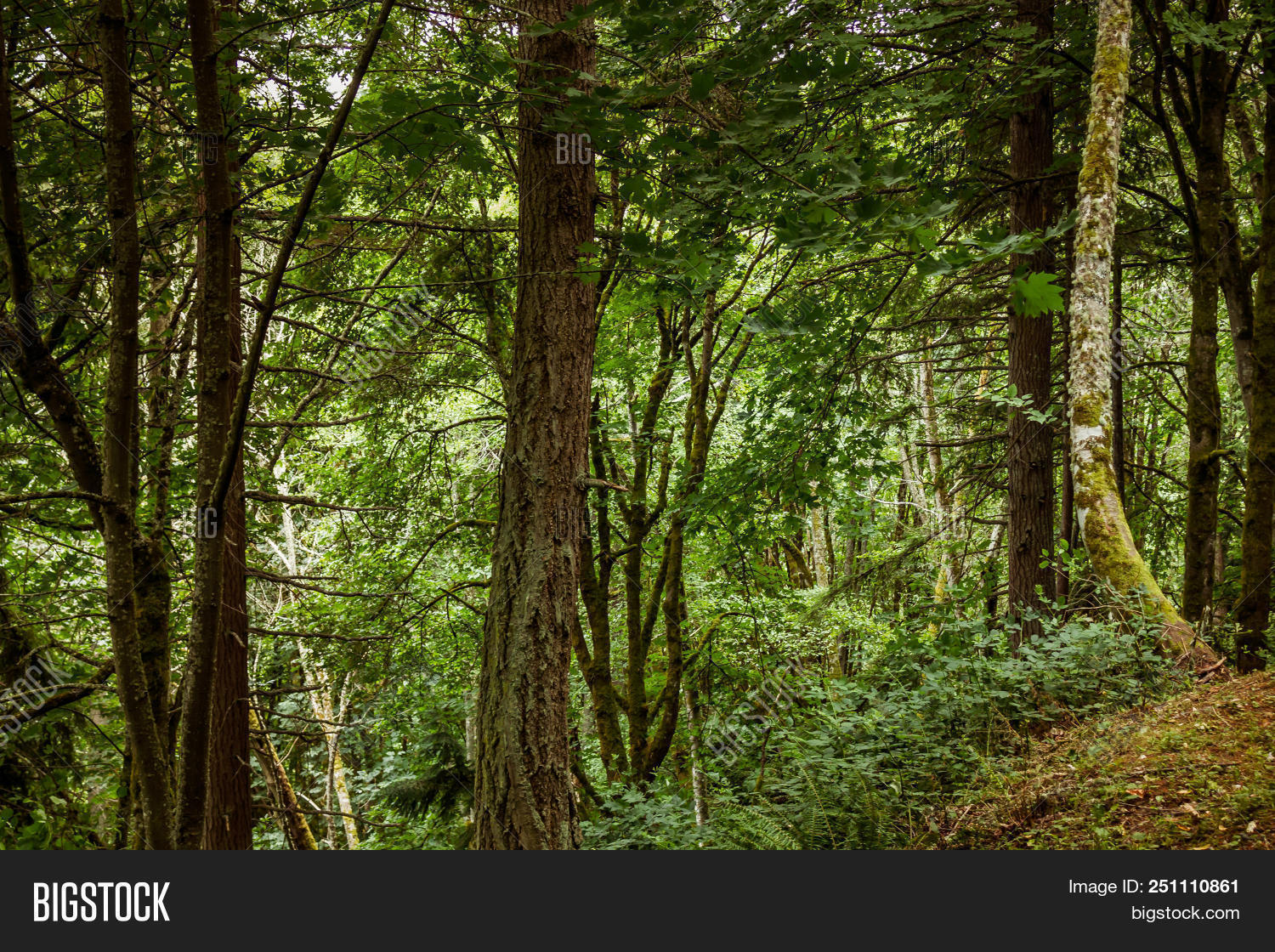Dense Green Vegitation Image & Photo (Free Trial) | Bigstock