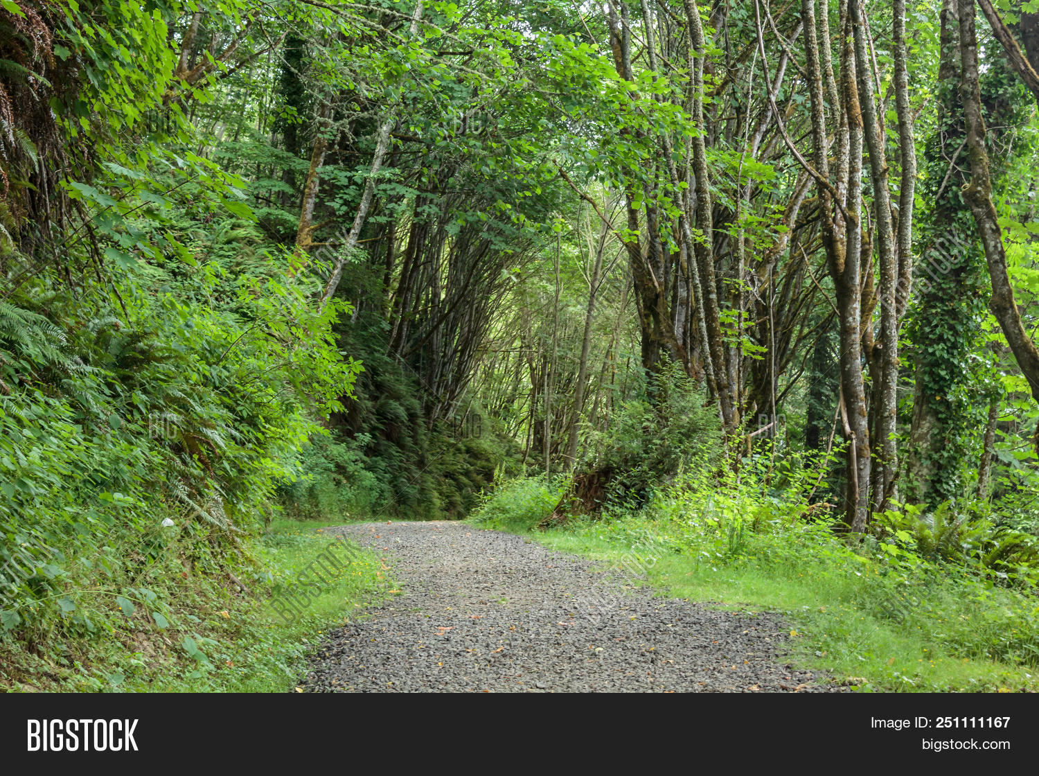 Gravel Dirt Path Image & Photo (Free Trial) | Bigstock