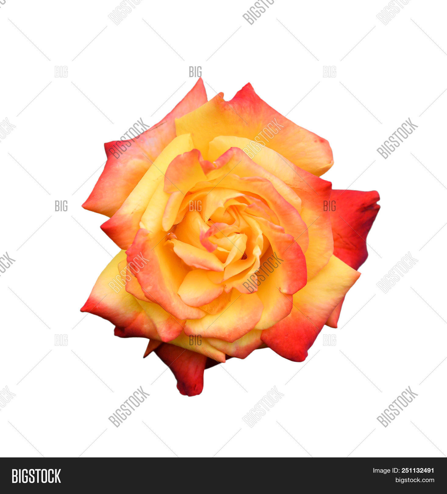 Rose Head Close Image & Photo (Free Trial) | Bigstock