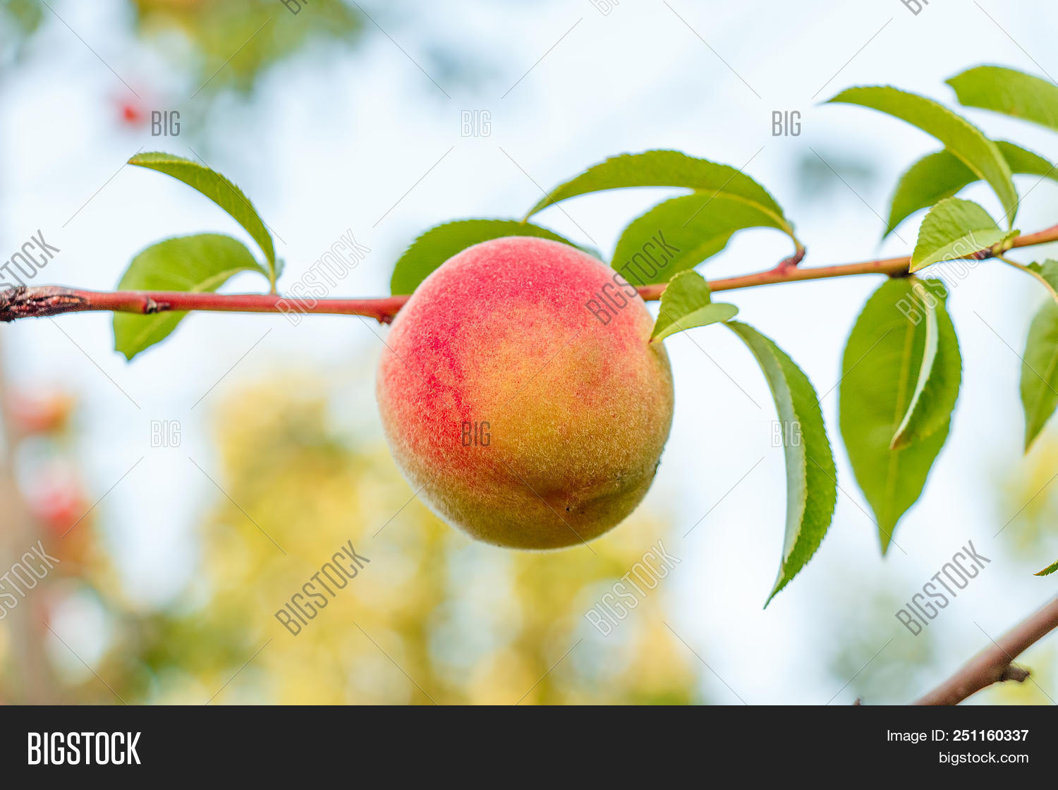 Peach Hanging Limb Image & Photo (Free Trial) | Bigstock
