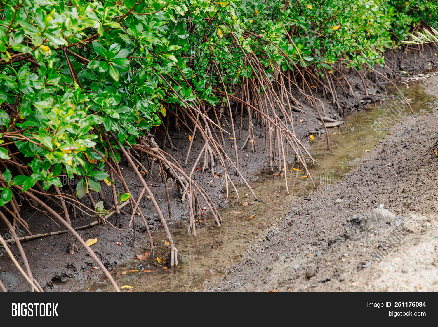 Crabs Mangroves Mud Image & Photo (Free Trial) | Bigstock