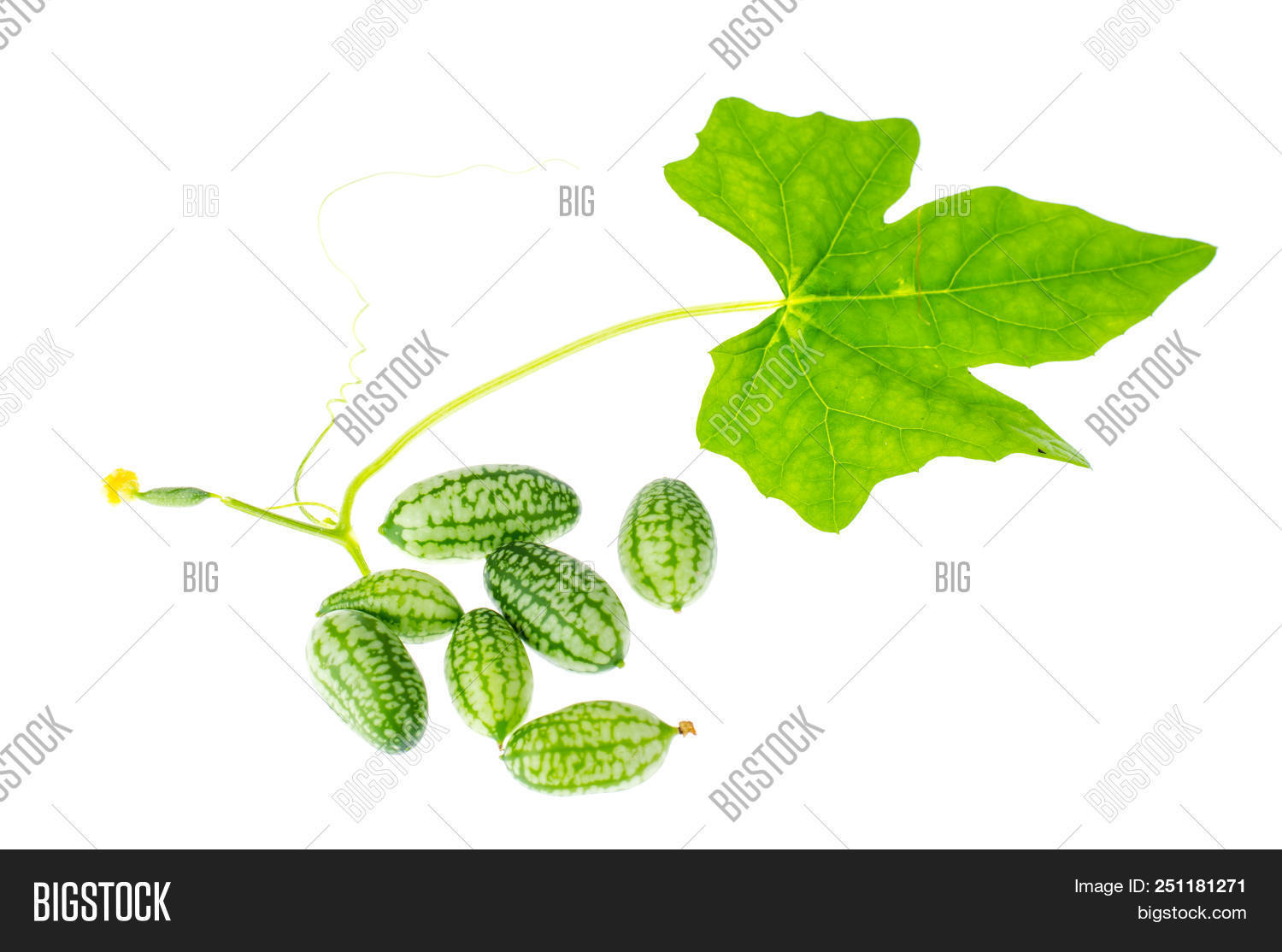Melothria Scabra, Image & Photo (Free Trial) | Bigstock