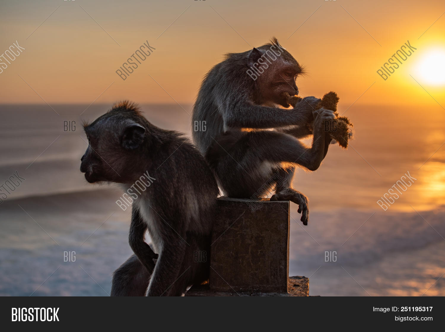 Monkey Near Ocean Image & Photo (Free Trial) | Bigstock