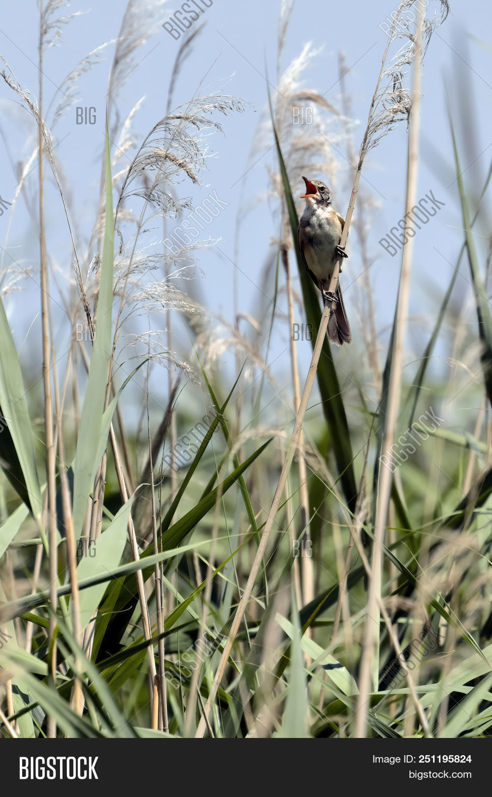Great Reed Warbler ( Image & Photo (Free Trial) | Bigstock
