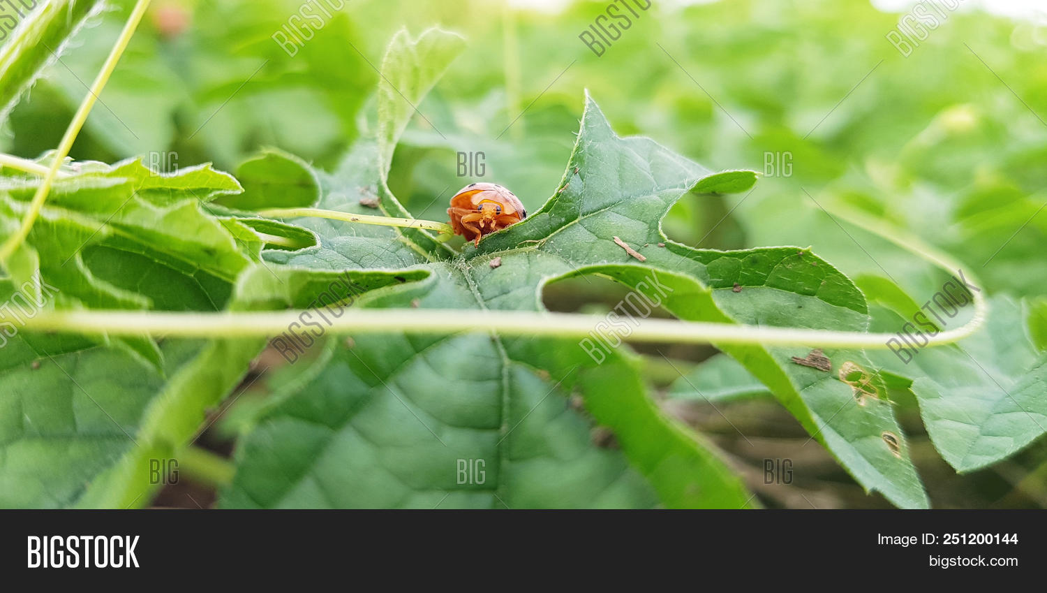 Lady Bug Walk On Green Image & Photo (Free Trial) | Bigstock