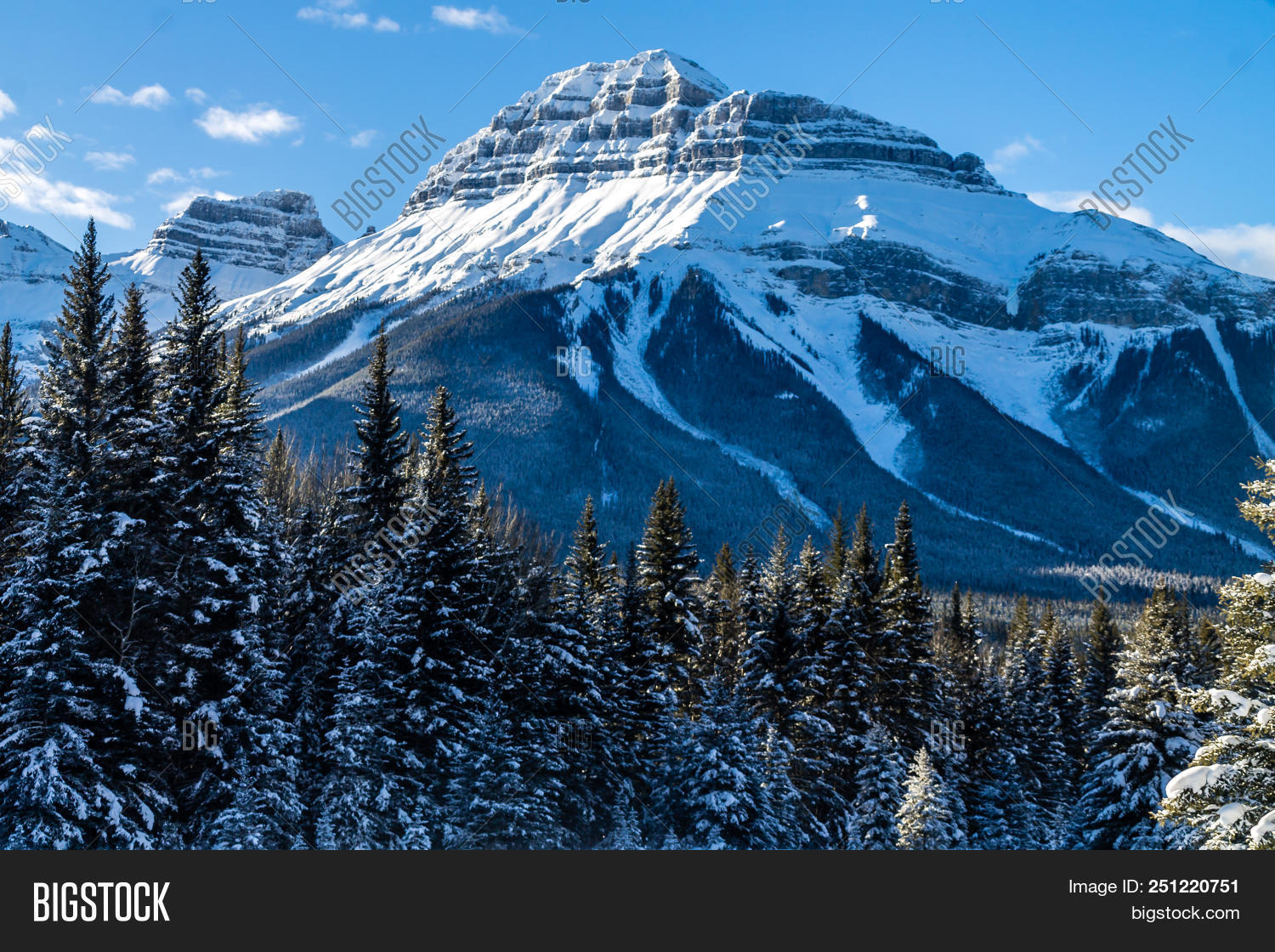 Trees Rockies Show Image & Photo (Free Trial) | Bigstock