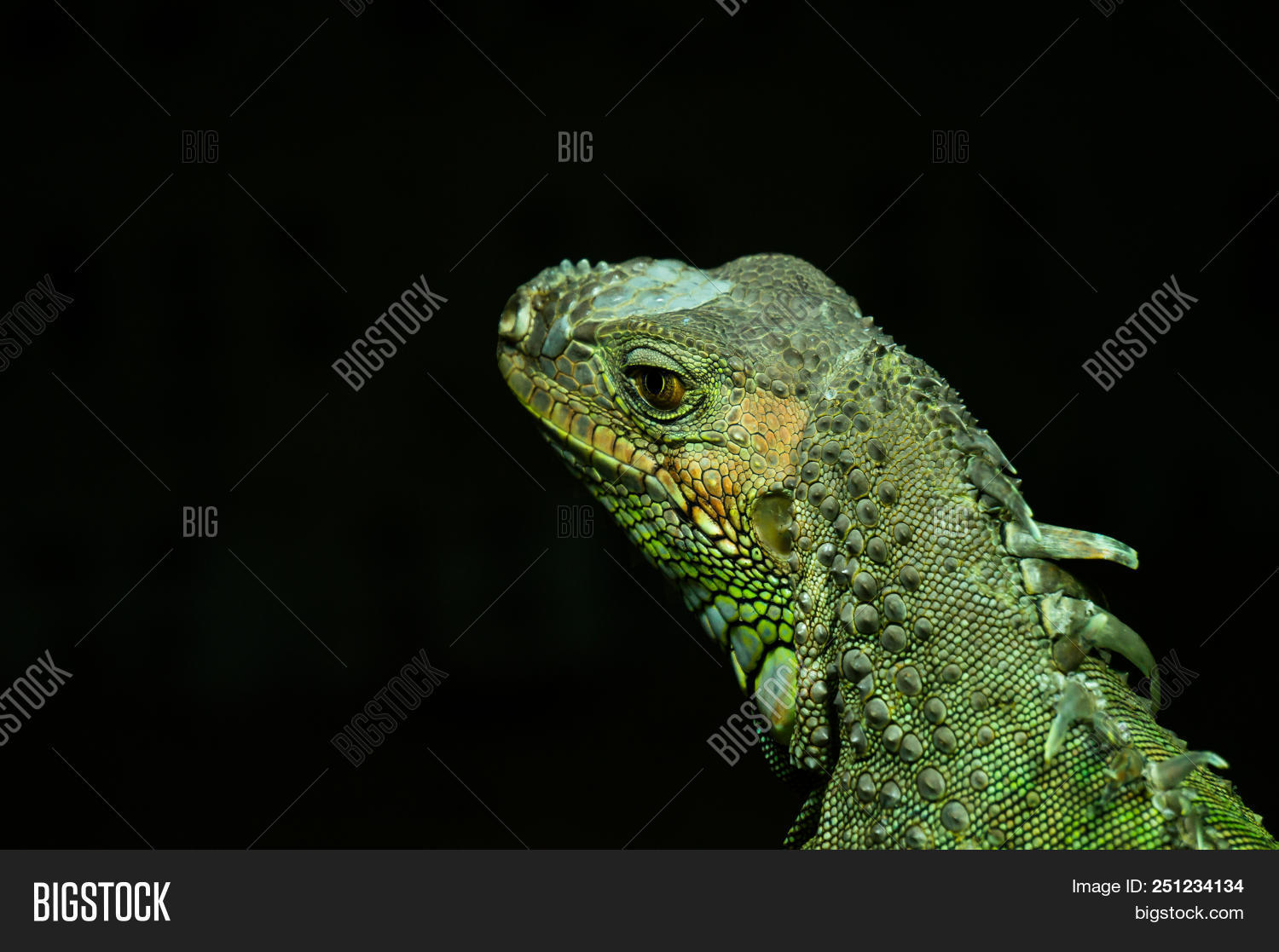 Family Agamidae One Image & Photo (Free Trial) | Bigstock