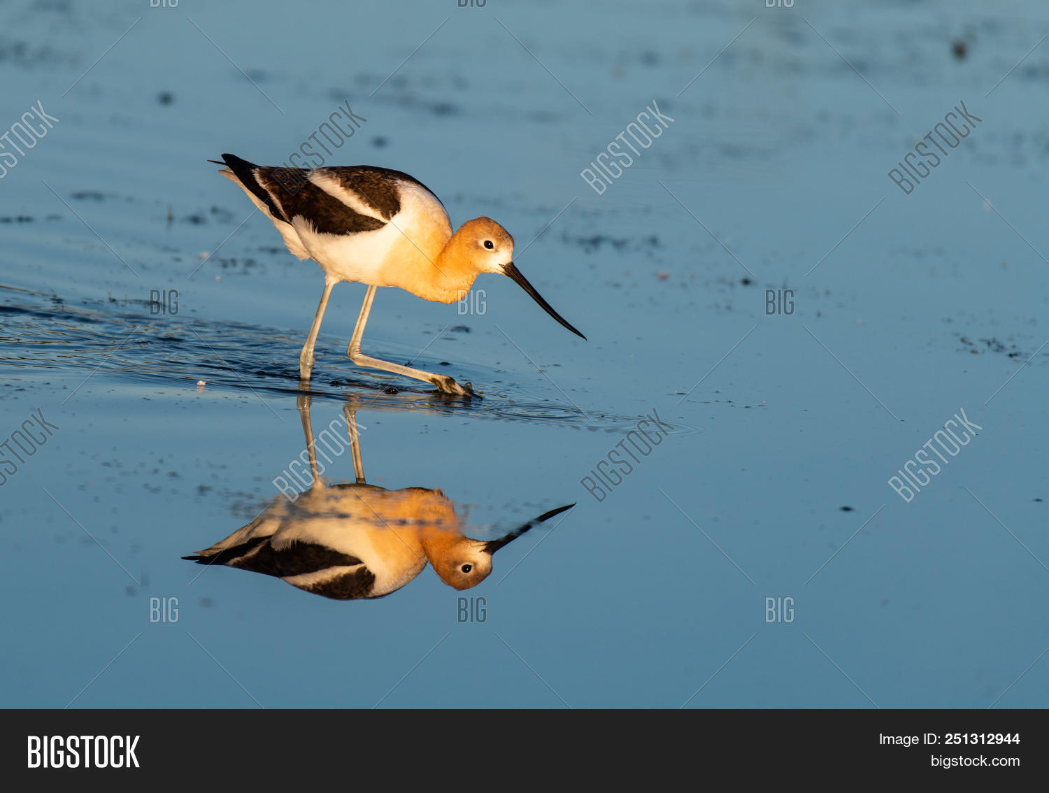 Beautiful American Image & Photo (Free Trial) | Bigstock