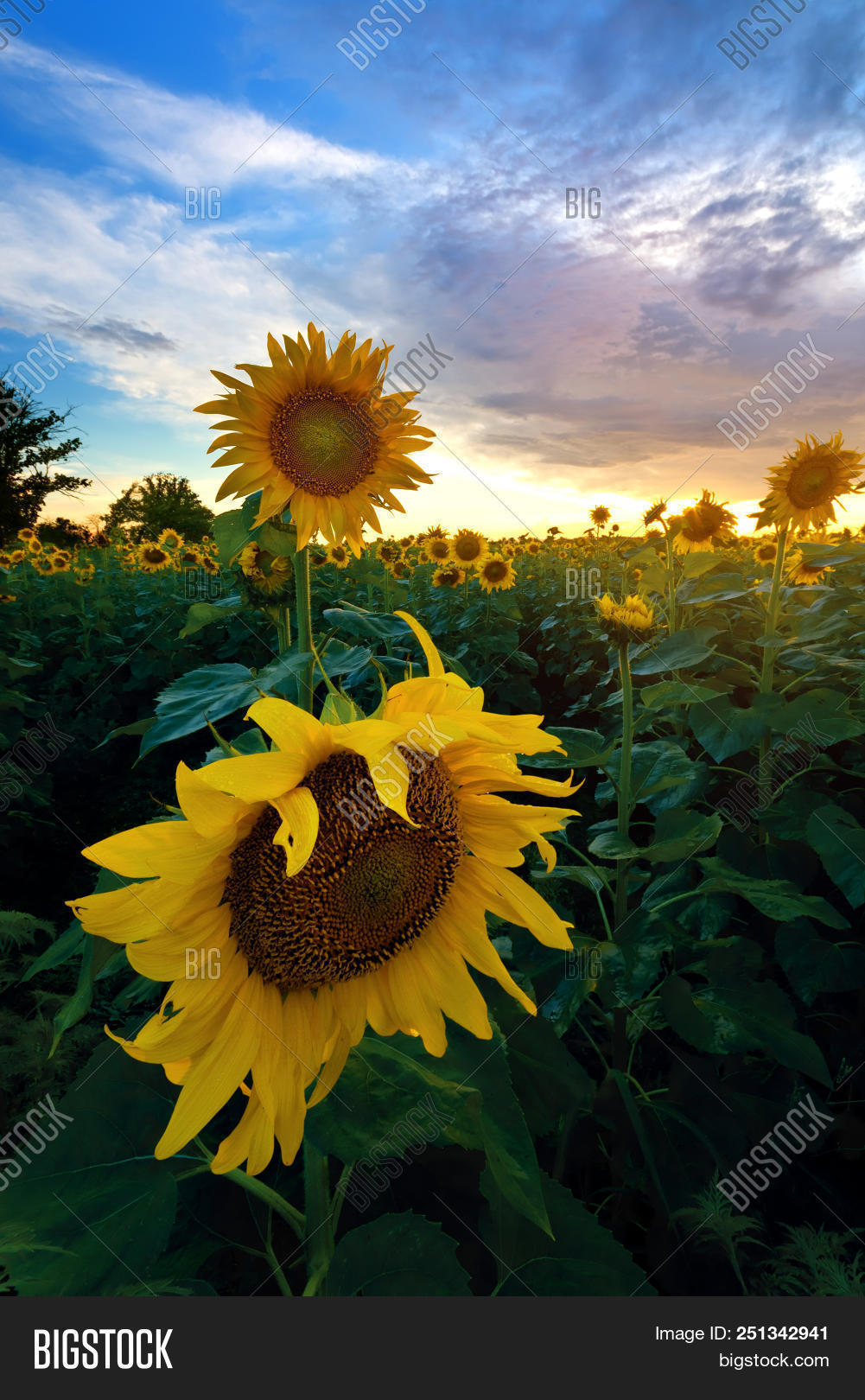 Sunflower Sunset / Image & Photo (Free Trial) | Bigstock