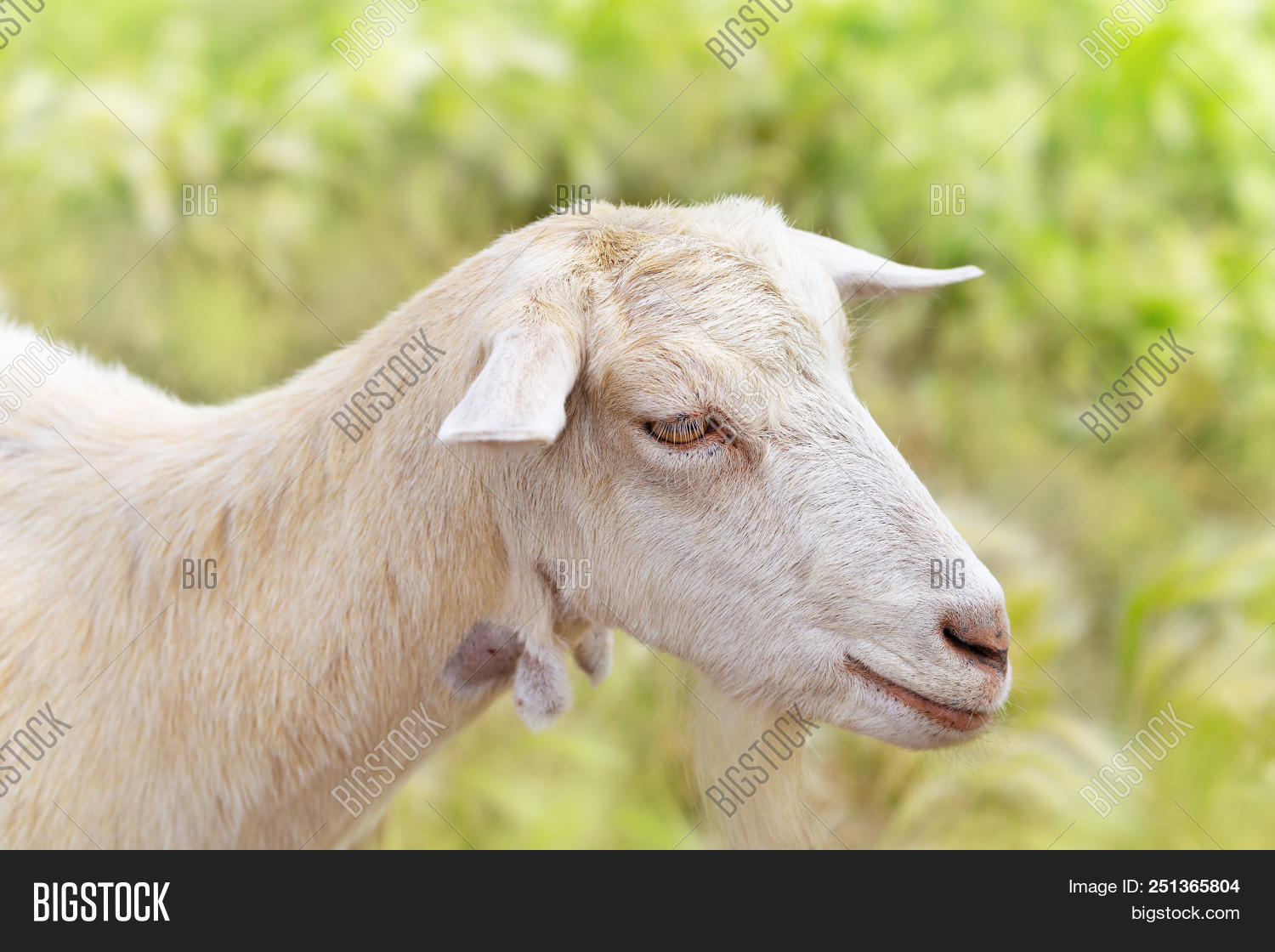 Cute White Goat Image & Photo (Free Trial) | Bigstock
