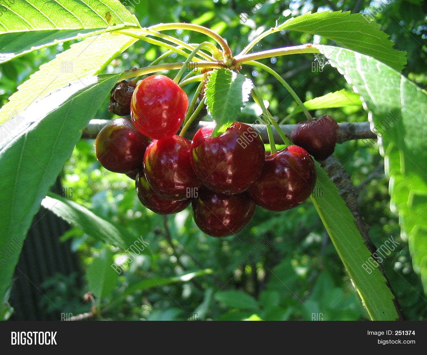 Tasty Cherries Image & Photo (Free Trial) | Bigstock