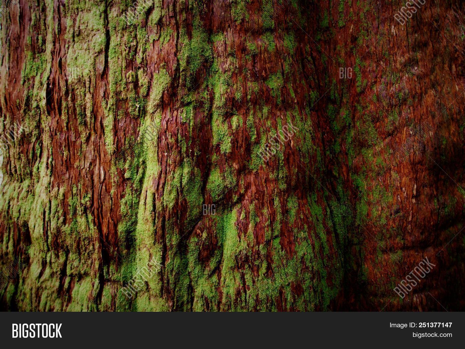 Colours Branch Tree Image & Photo (Free Trial) | Bigstock