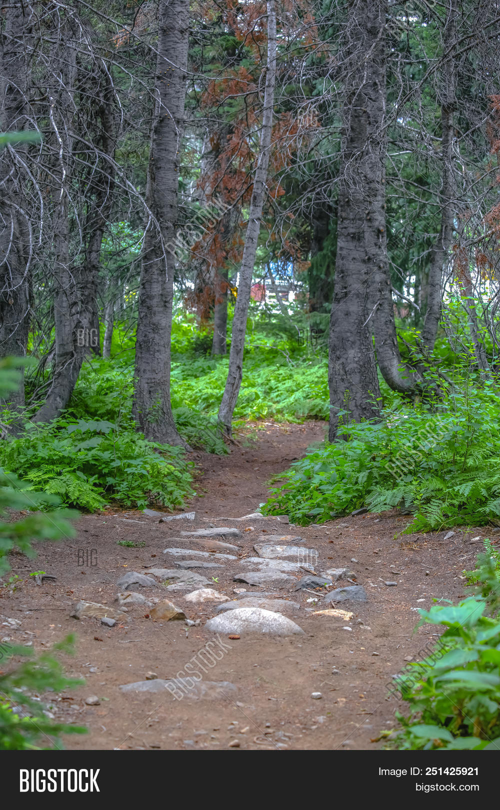 Trail Features Trials Image & Photo (Free Trial) | Bigstock