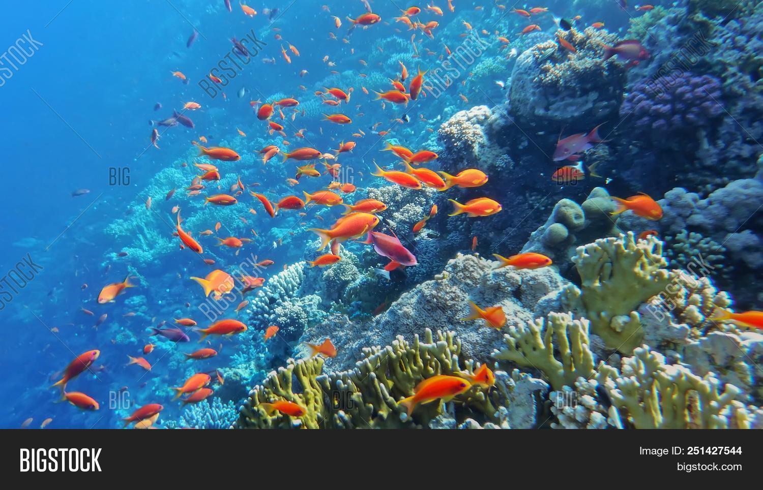 Underwater World Red Image & Photo (Free Trial) | Bigstock