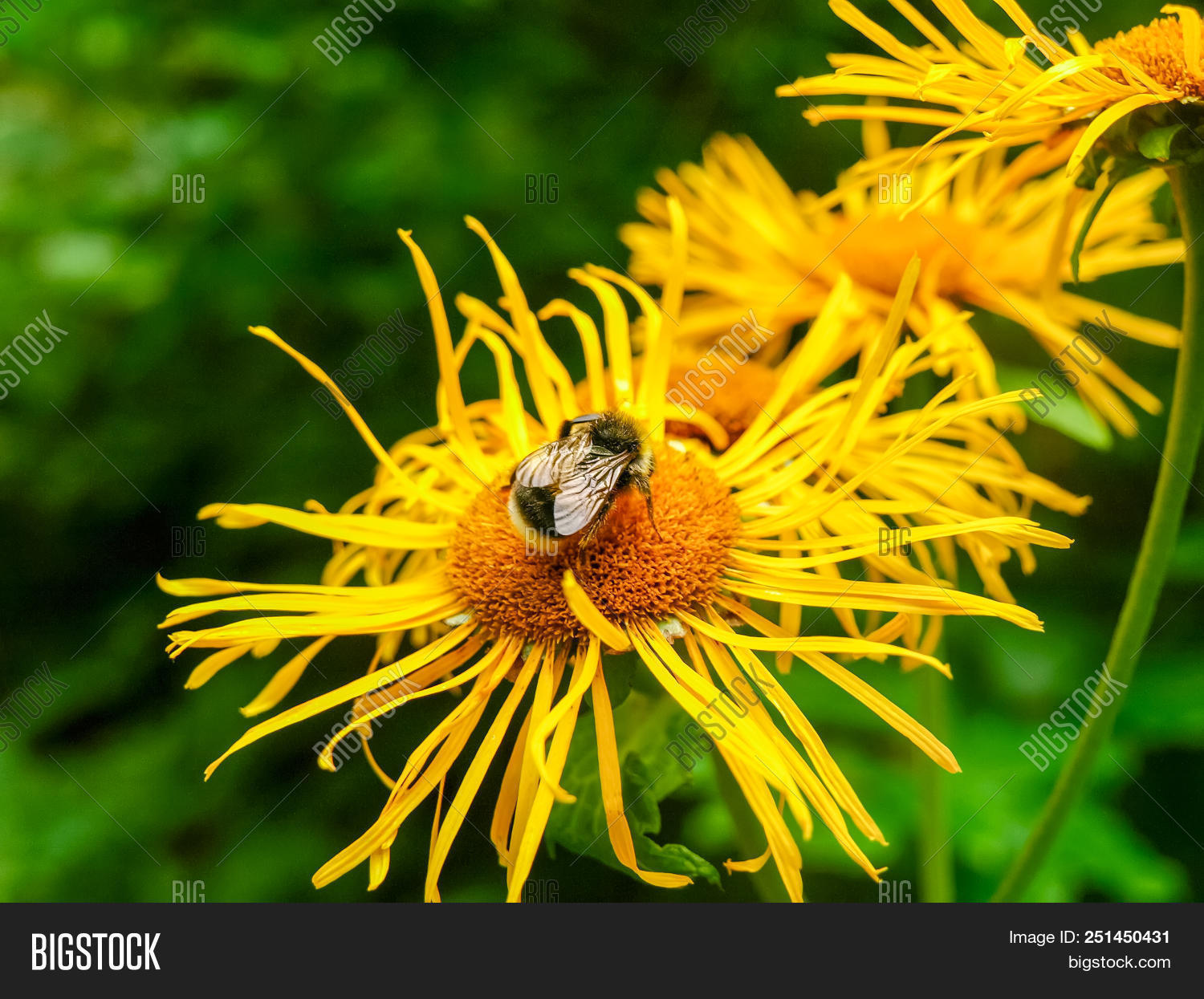 Flowers Telekia Image & Photo (Free Trial) | Bigstock