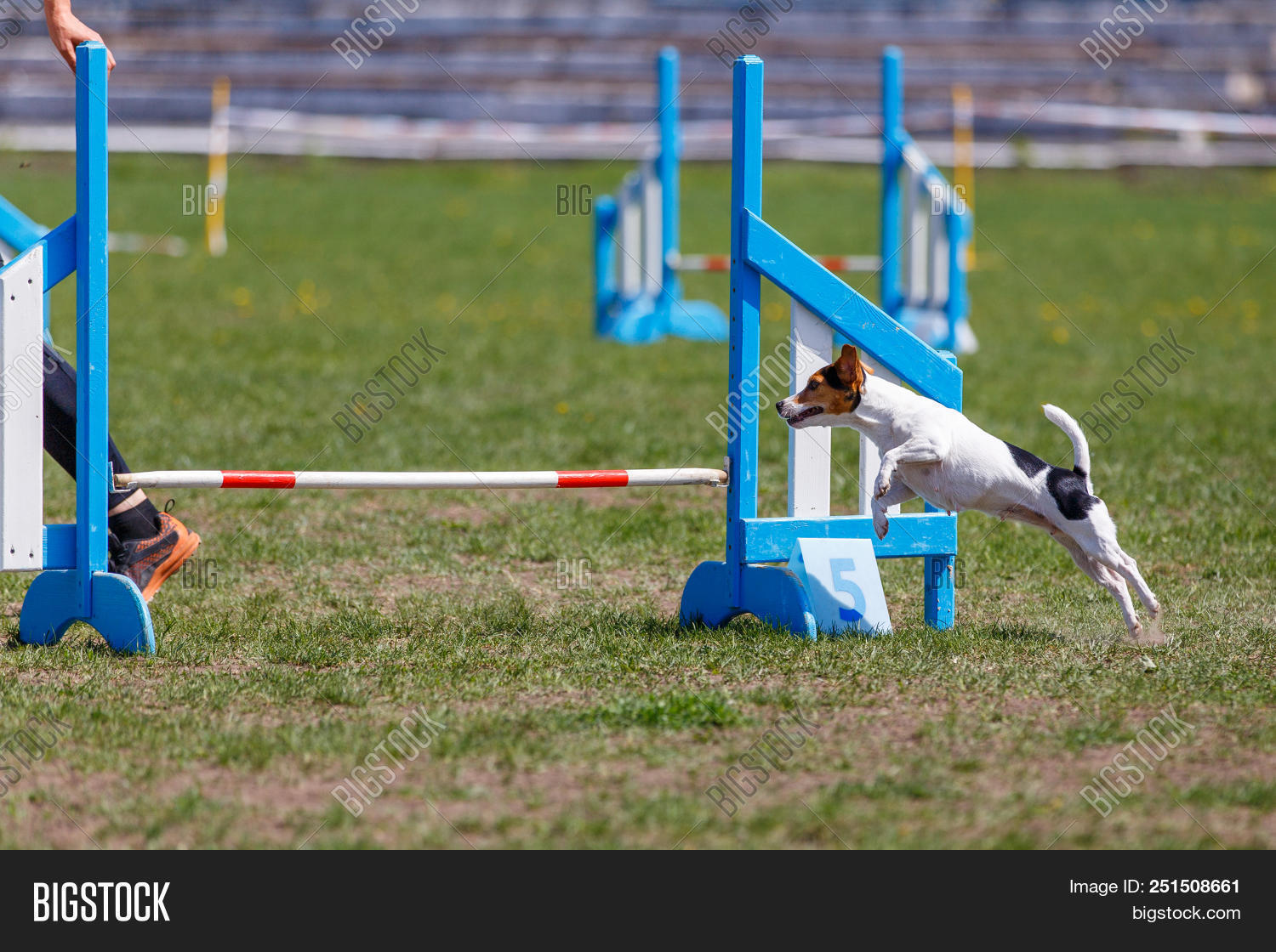 Jack Russell Terrier Image & Photo (Free Trial) | Bigstock