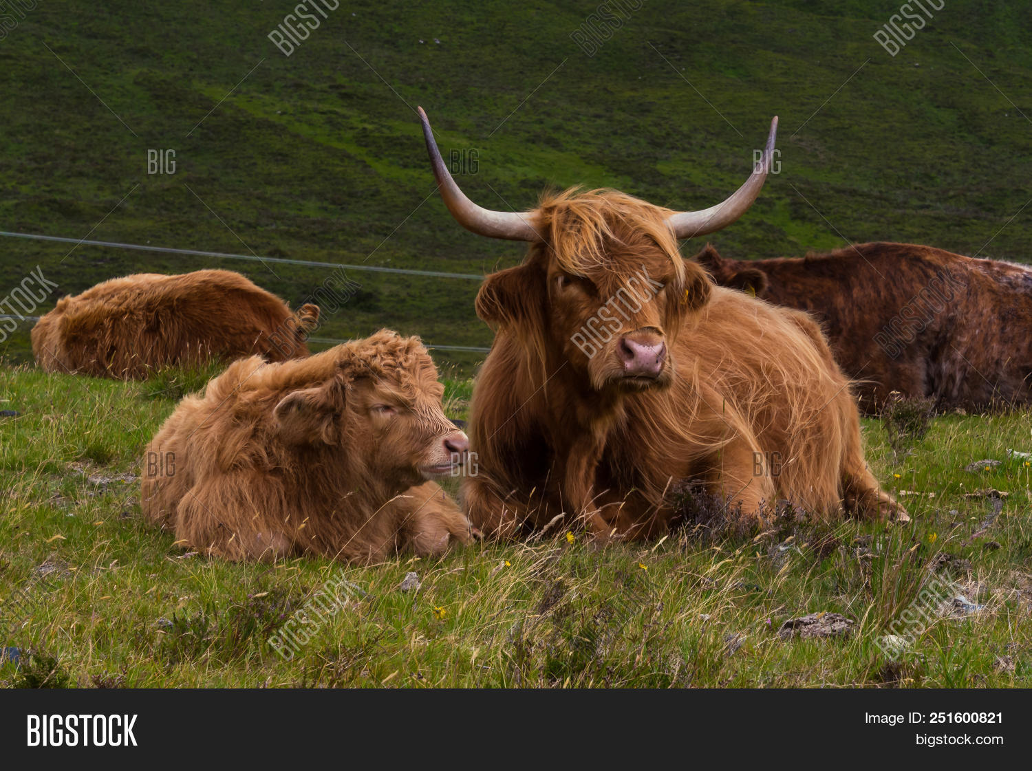 Highland Cattle Image & Photo (Free Trial) | Bigstock
