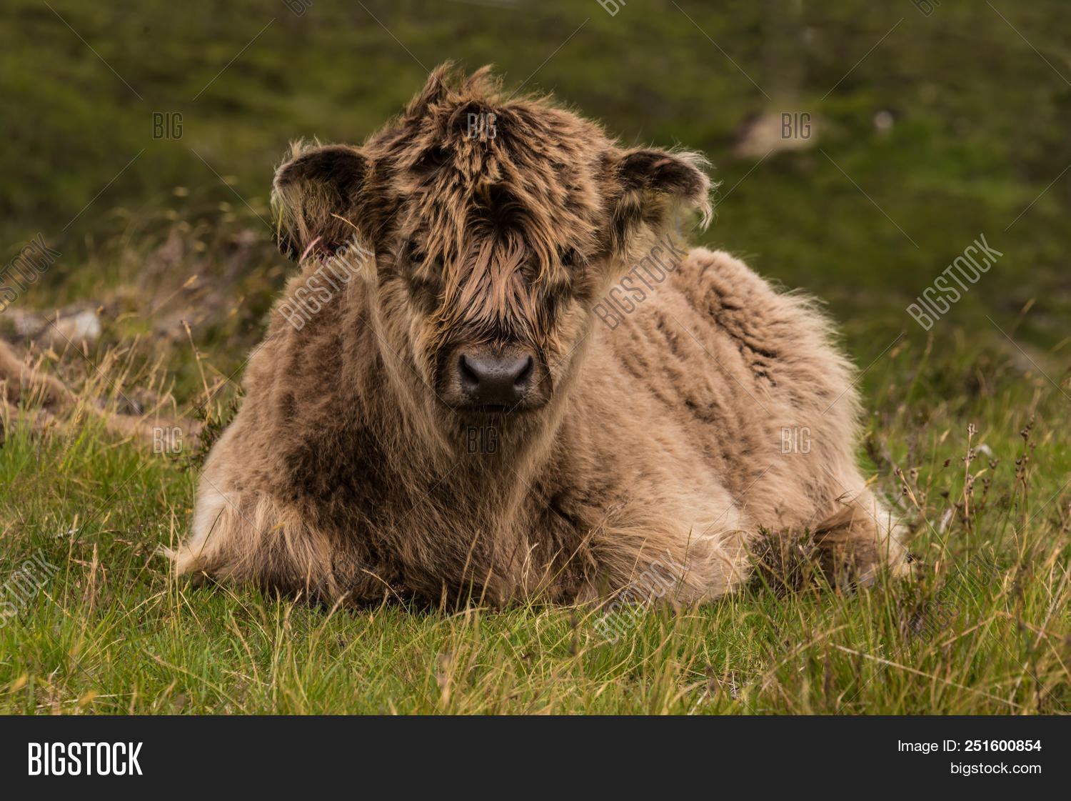 Highland Cattle Image & Photo (Free Trial) | Bigstock