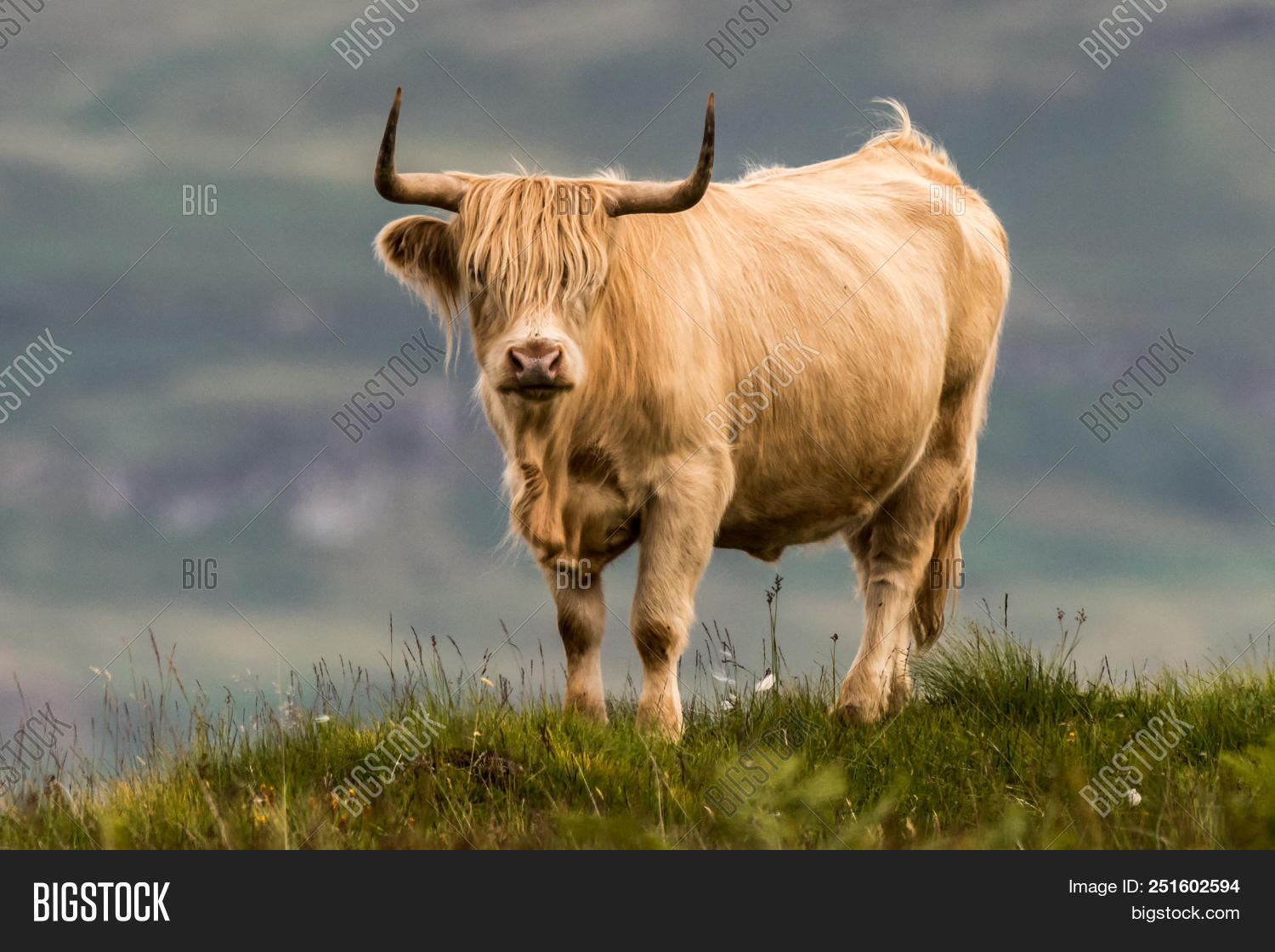 Highland Cattle Image & Photo (Free Trial) | Bigstock
