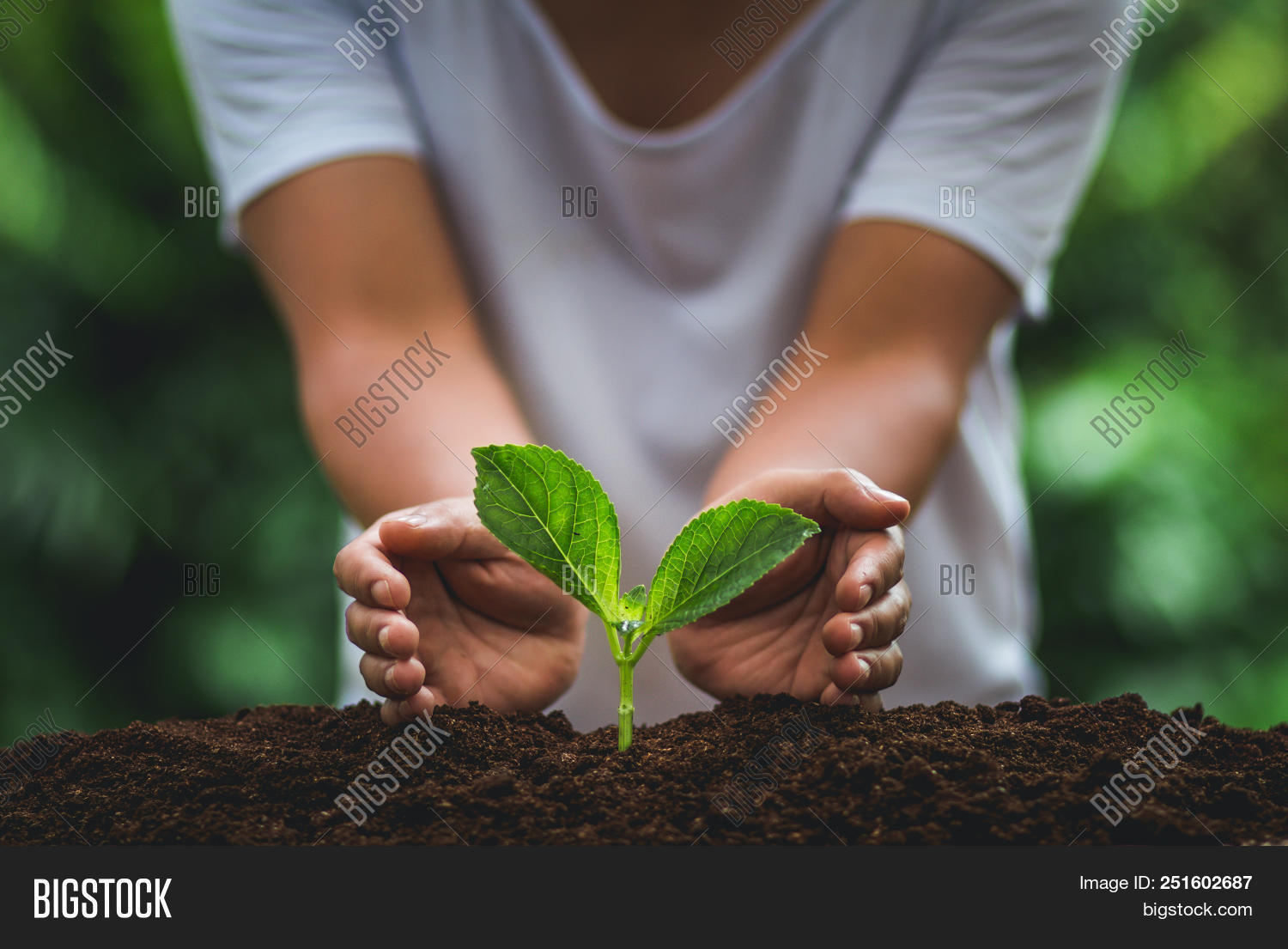 Plant Seedlings Nature Image & Photo (Free Trial) | Bigstock