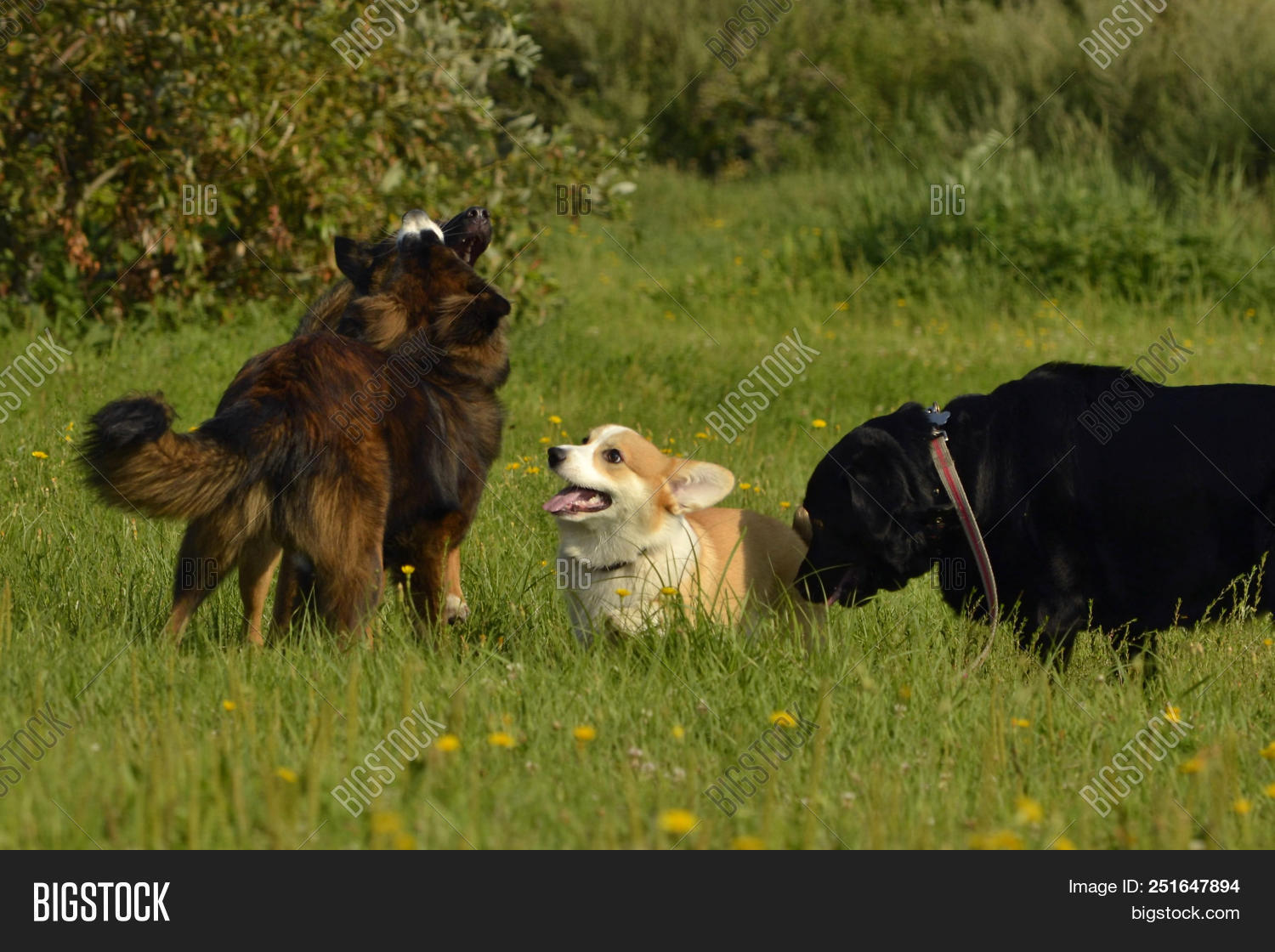 Dogs Play Each Other. Image & Photo (Free Trial) | Bigstock