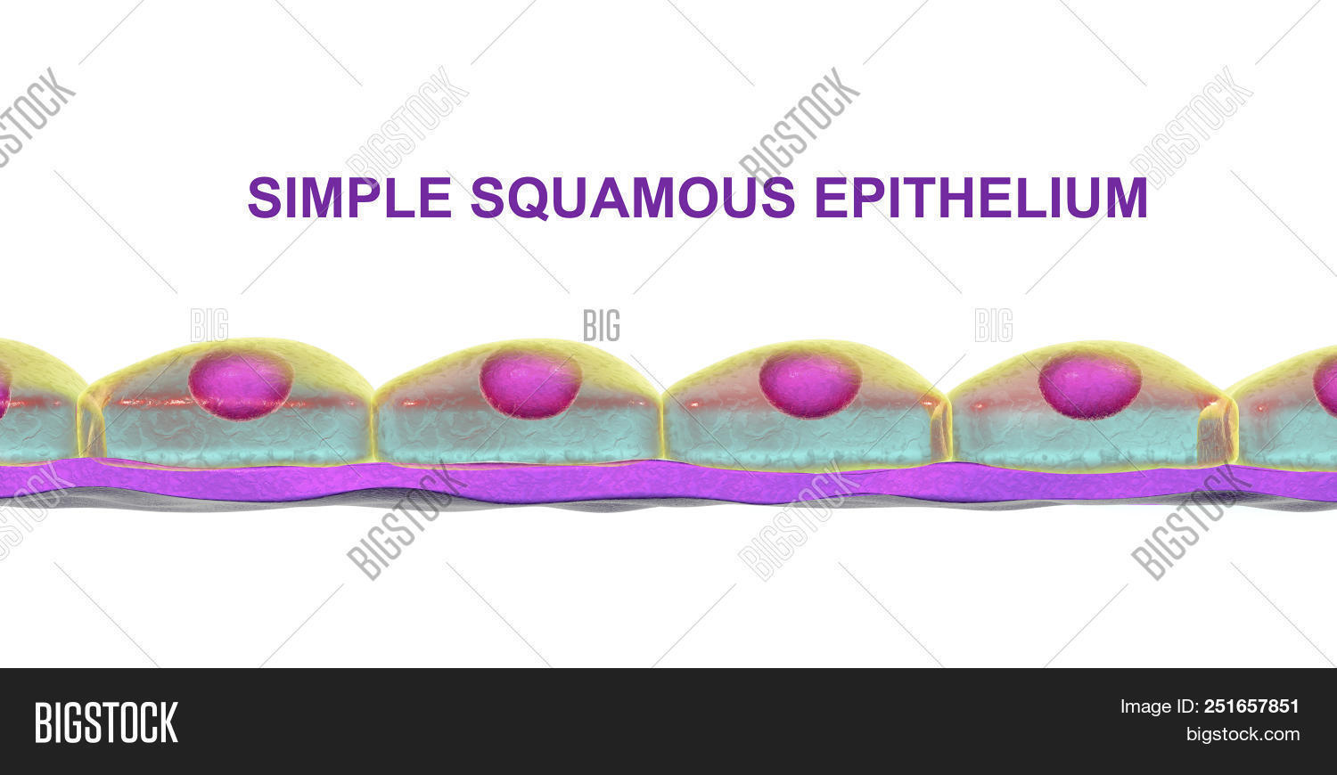 Simple Squamous Image & Photo (Free Trial) | Bigstock