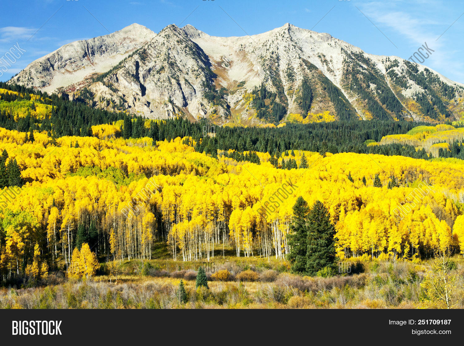Golden Aspen Colorado Image & Photo (Free Trial) | Bigstock
