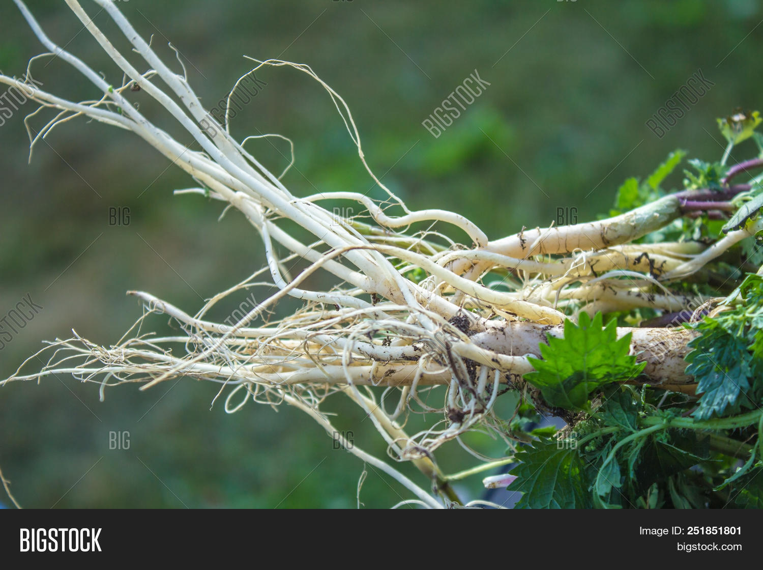 White Root Young Image & Photo (Free Trial) | Bigstock
