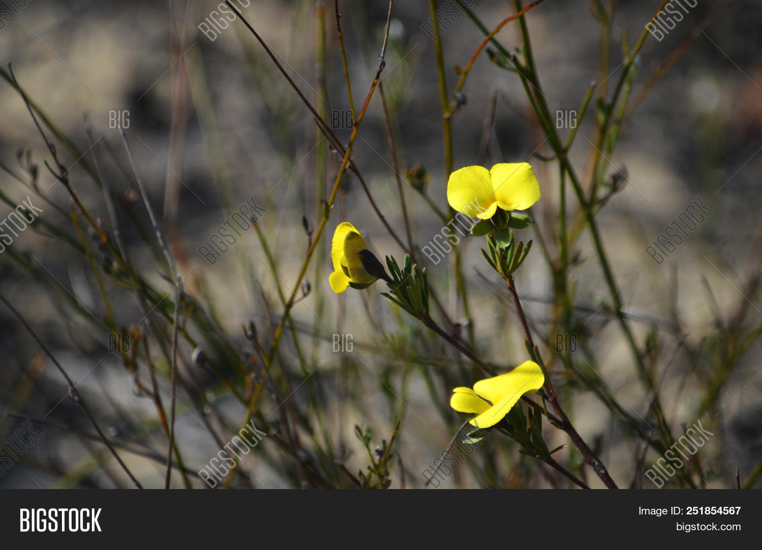 Yellow Flowers Image & Photo (Free Trial) | Bigstock