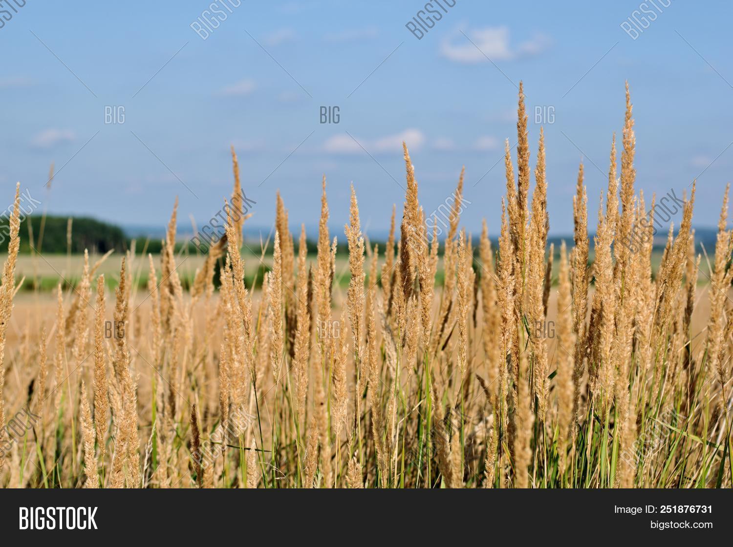 Field Golden Grass On Image & Photo (Free Trial) | Bigstock