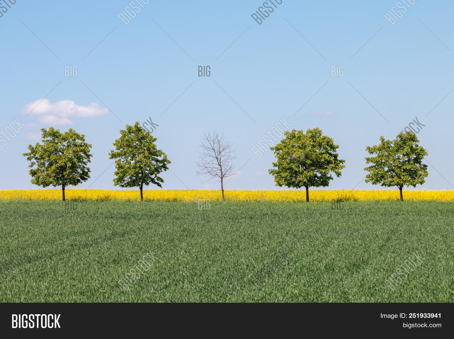 Bare Tree Center Row 5 Image & Photo (Free Trial) | Bigstock