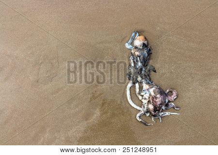 Dead Animals On Beach Image & Photo (Free Trial) | Bigstock