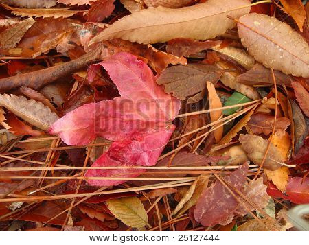 Group Leaves Red Leaf Image & Photo (Free Trial) | Bigstock