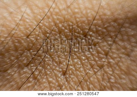 Human Skin Fur Line Image & Photo (Free Trial) | Bigstock