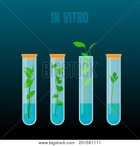 Vitro Plant Tissue Vector & Photo (Free Trial) | Bigstock