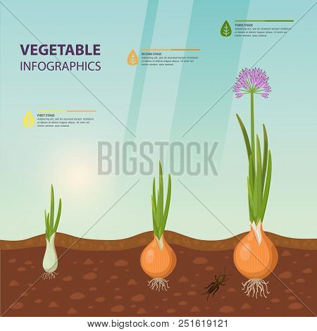 Poster Onion Growth Vector & Photo (Free Trial) | Bigstock