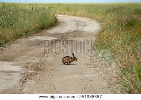 European Hare (lepus Image & Photo (Free Trial) | Bigstock