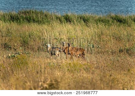 Ovis Genus Mammals, Image & Photo (Free Trial) | Bigstock